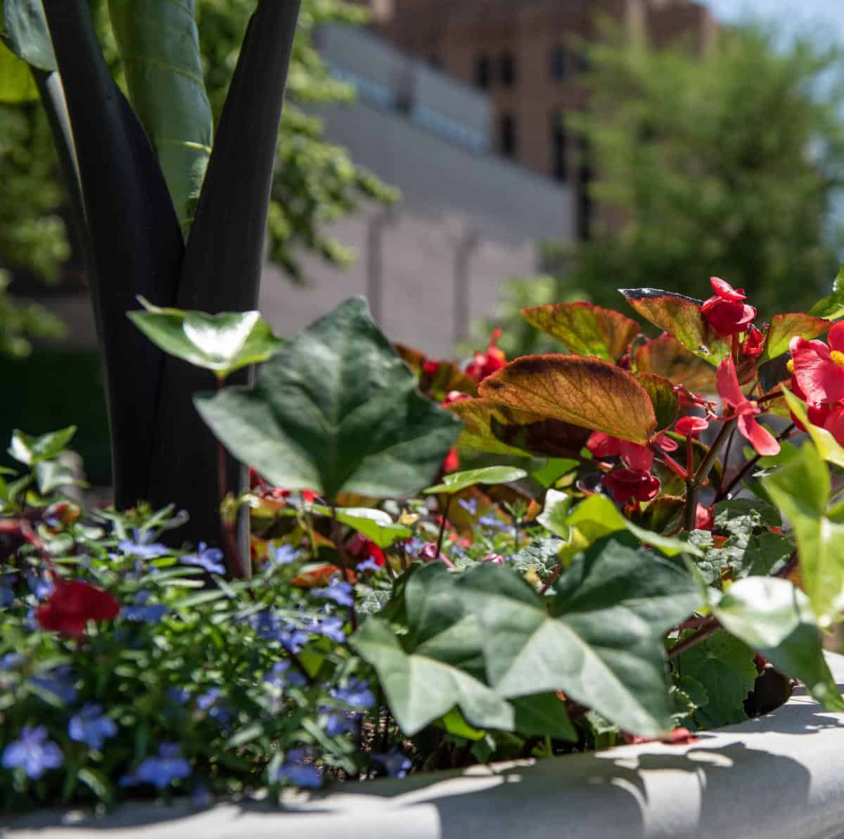 Saint Paul Parks Conservancy